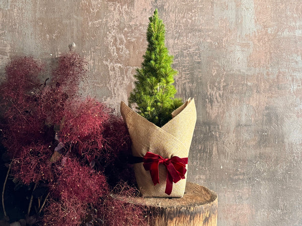 Christmas Tree | Buds and Bowers