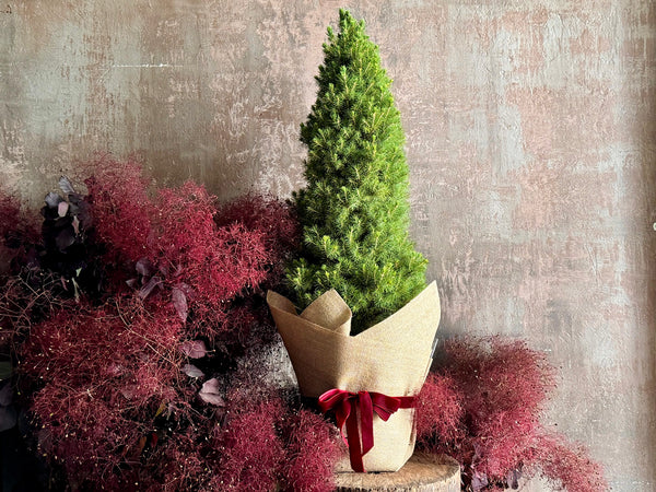 Christmas Tree Arrangement | Buds & Bowers