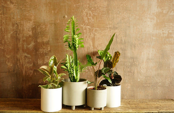 Assortment of Small Plants | Buds and Bowers
